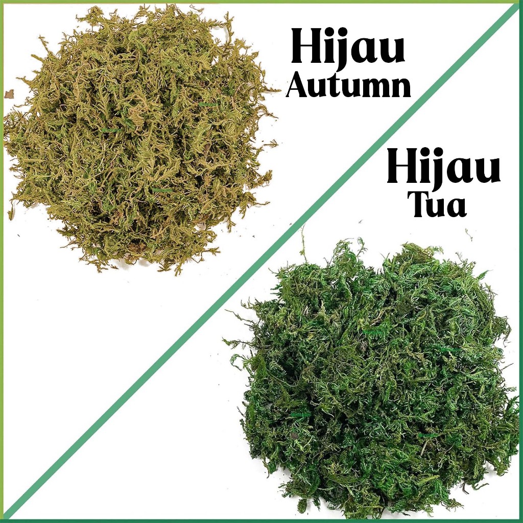 Jual Lumut Artificial 20 gram/Lumut Hijau/Lumut Bubuk/Lumut Autum ...