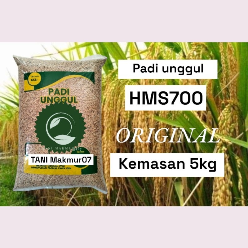 Jual Benih padi HMS700 kualitas super unggul solusi petani kemasan 5kg | Shopee Indonesia