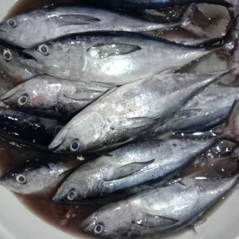 Jual Ikan Tongkol Abu (Tuna) | Shopee Indonesia