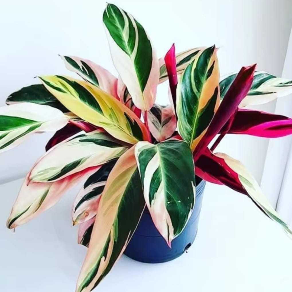 Jual TANAMAN MARANTA BALI 3 WARNA, TANAMAN HIAS HIDUP ASLI | Shopee ...