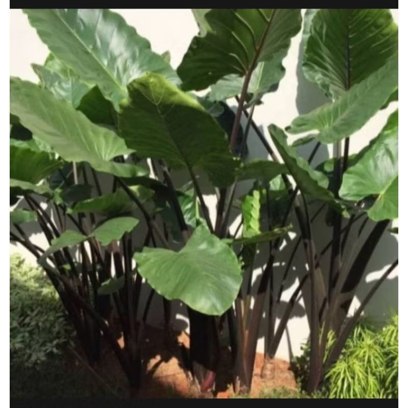 Jual Tanaman sente hitam tinggi 150 cm, batang besar +keladi hitam daun ...