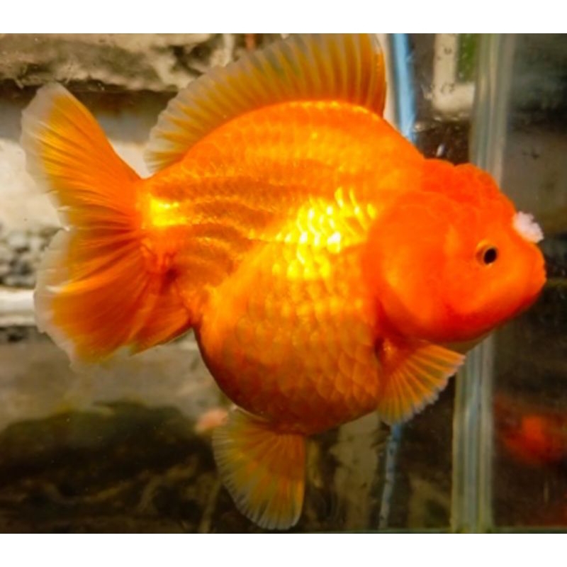 Jual Ikan Mas Koki OST RW Bulky kumis putih | Shopee Indonesia
