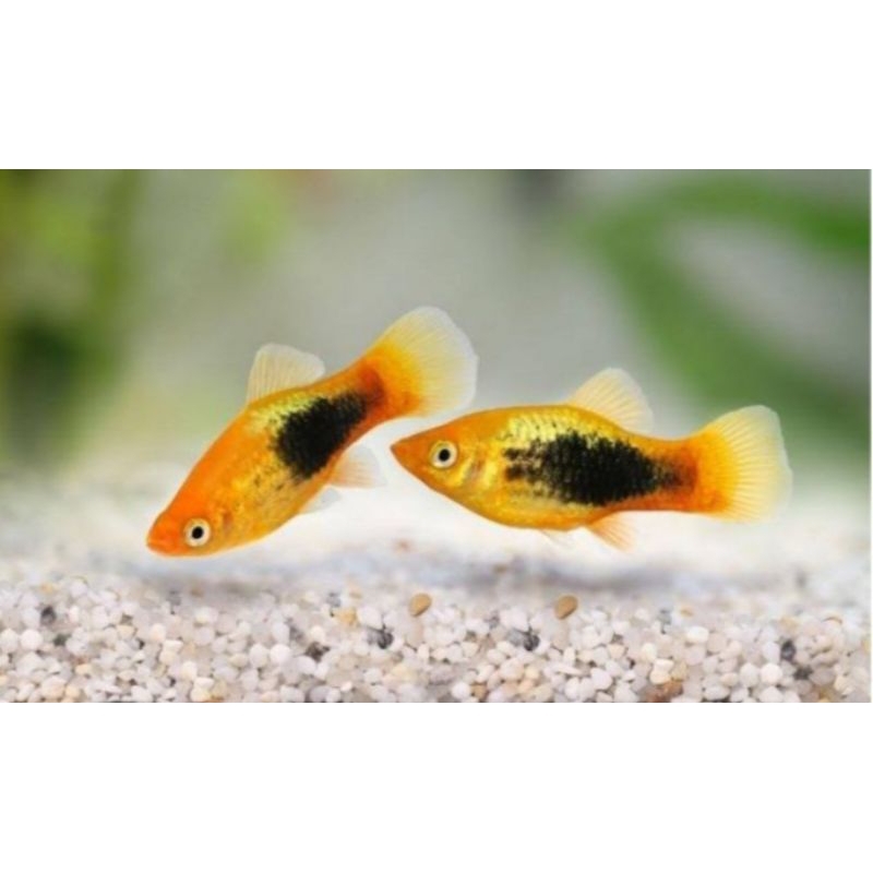 Jual pelaty candrawasih ( lofin /bondol ) | Shopee Indonesia