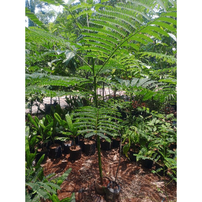 Jual Pohon pakis Brazil tinggi 1,5meter | Shopee Indonesia