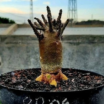 Jual JUAL ADENIUM BLACK NOMSOD AKAR EMAS YELLOW KUNING | Shopee Indonesia