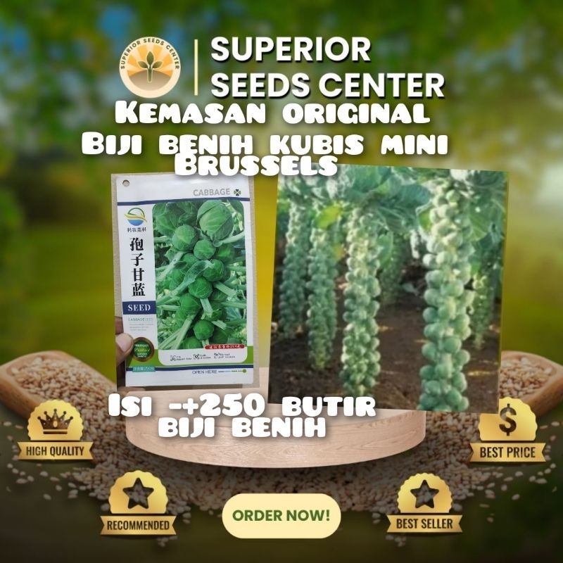 Jual kemasan original pabrik biji benih kubis mini Brussel impor F1 ...
