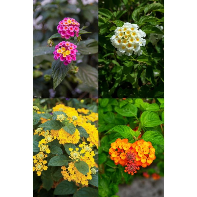 Jual Tanaman Paket Bunga Lantana 4 Jenis | Shopee Indonesia