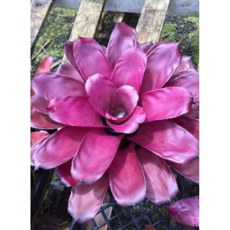 Jual Tanaman Hias Bromelia purple star+pohon bromel merah menawan ...