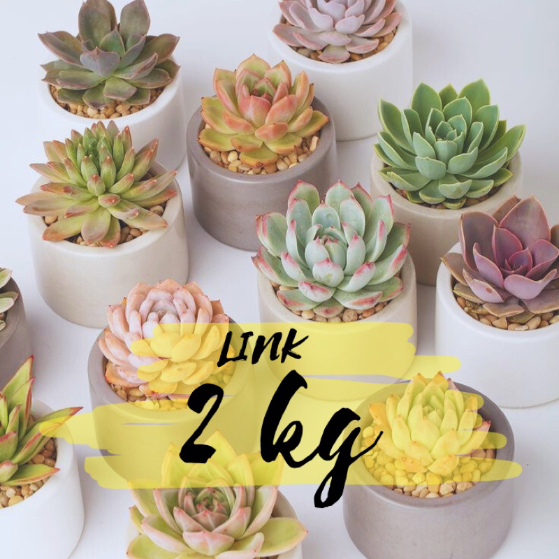 Jual LINK NOTA LIVE 2 KG | Shopee Indonesia