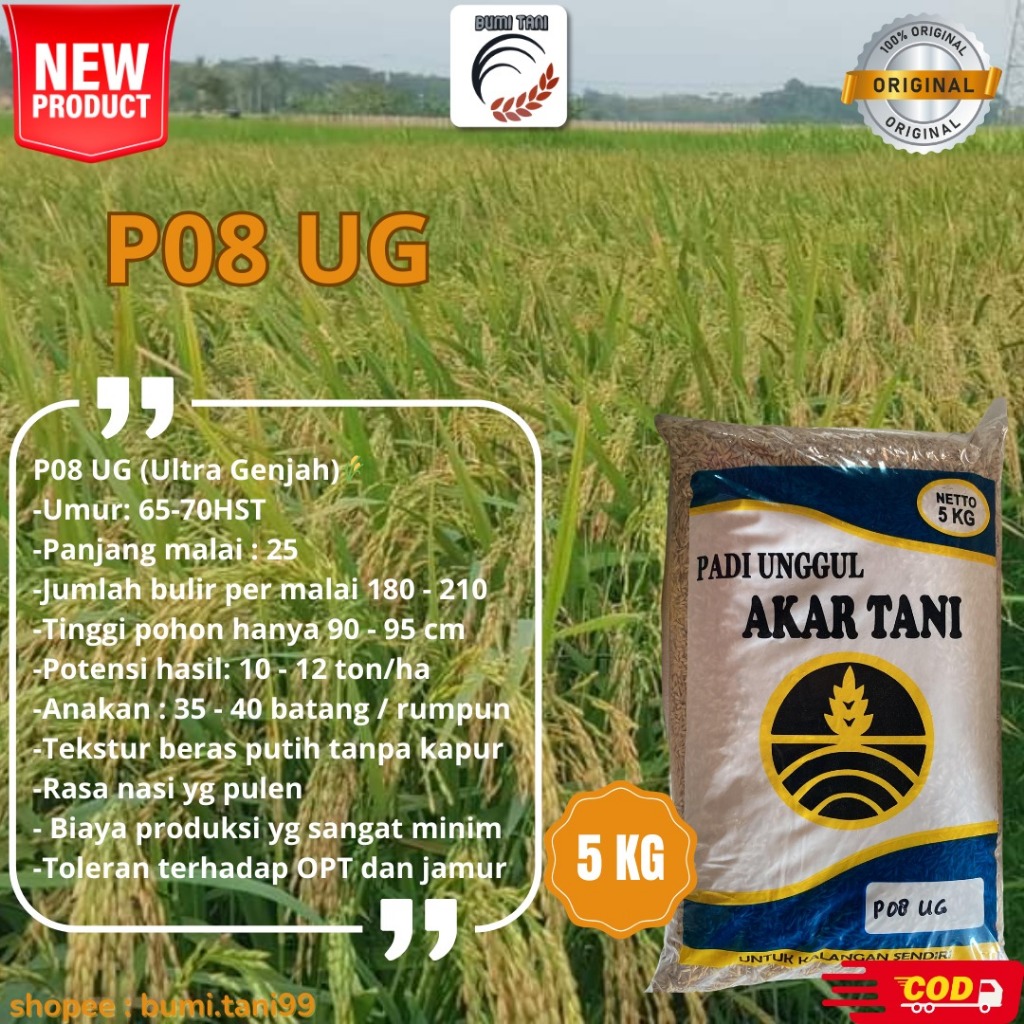 Jual Benih Padi P08 Ultra Genjah Kemasan 5 KG | Shopee Indonesia