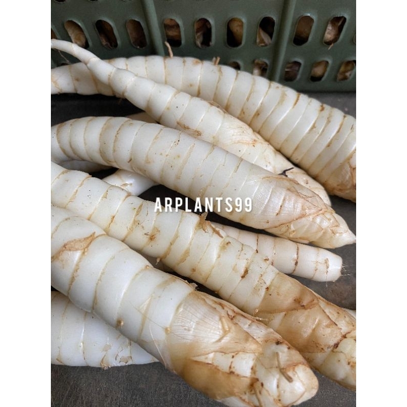 Jual UMBI GARUT SEGAR 1KG | Shopee Indonesia