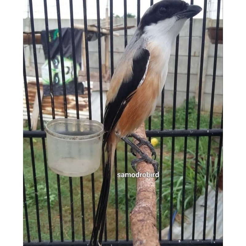 Jual burung pentet jawa timur bahan jantan grade A | Shopee Indonesia