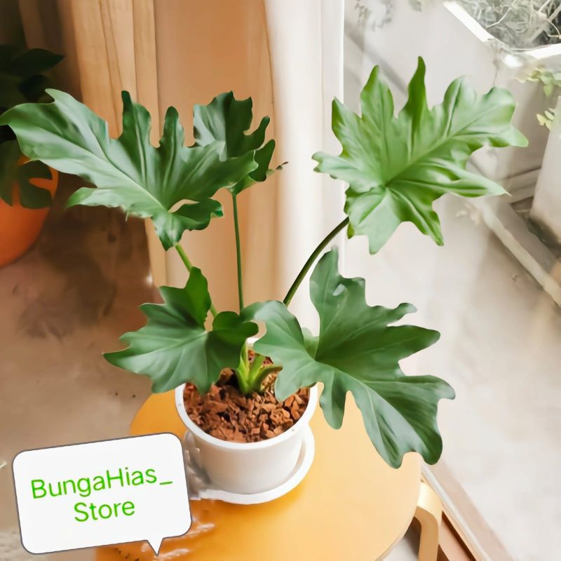 Jual ( BISA COD ) Tanaman Hias Selloum Philo Jari Monstera Jari ...