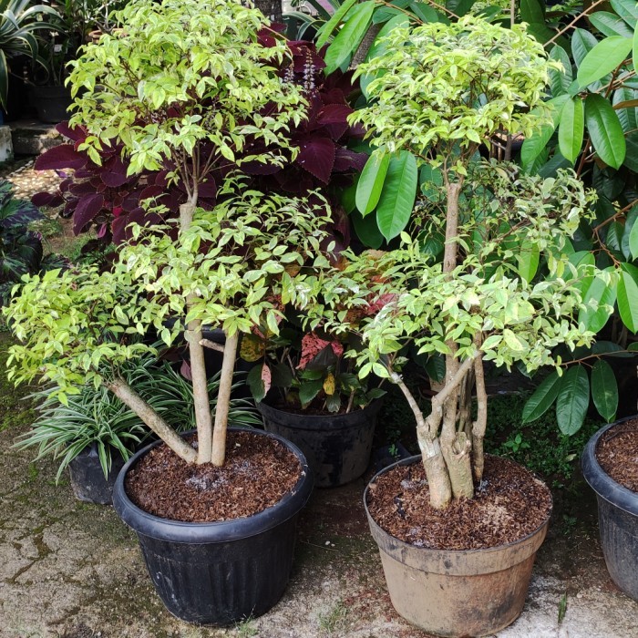 Jual Anting Putri Bonsai Terlengkap & Harga Terbaru Mei 2026 | Shopee ...