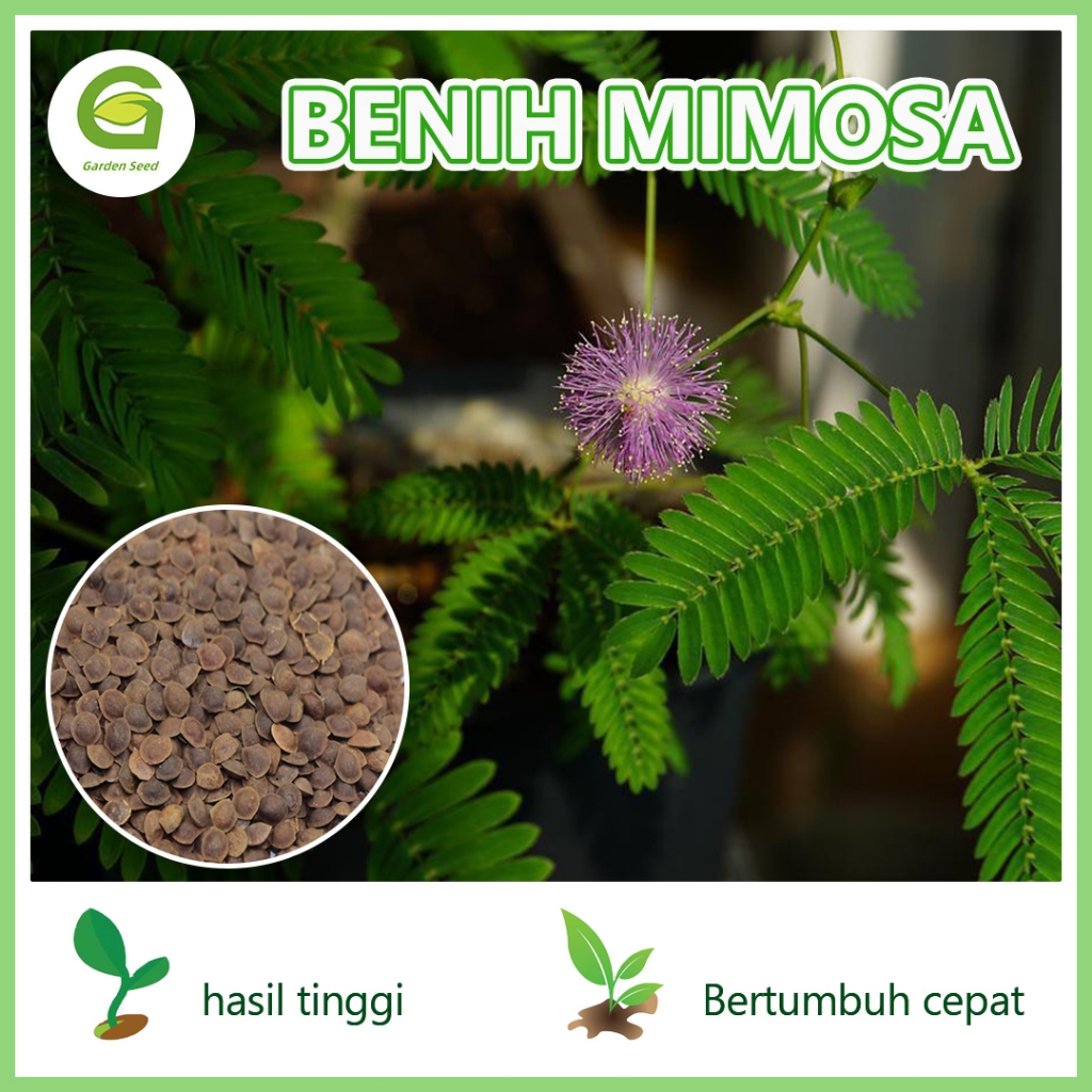 Jual 10 Biji Benih Bunga Putri Malu sensitive plant Mimosa pudica seeds ...