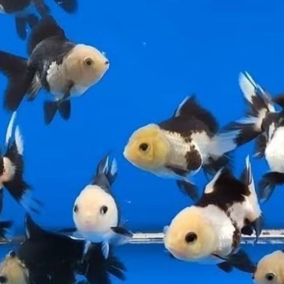 Jual hiasan koki panda isi 3 bergaransi | Shopee Indonesia