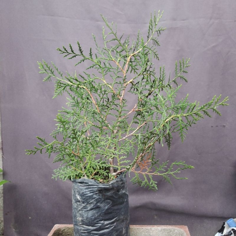 Jual Cedar putih bibit bonsai | Shopee Indonesia