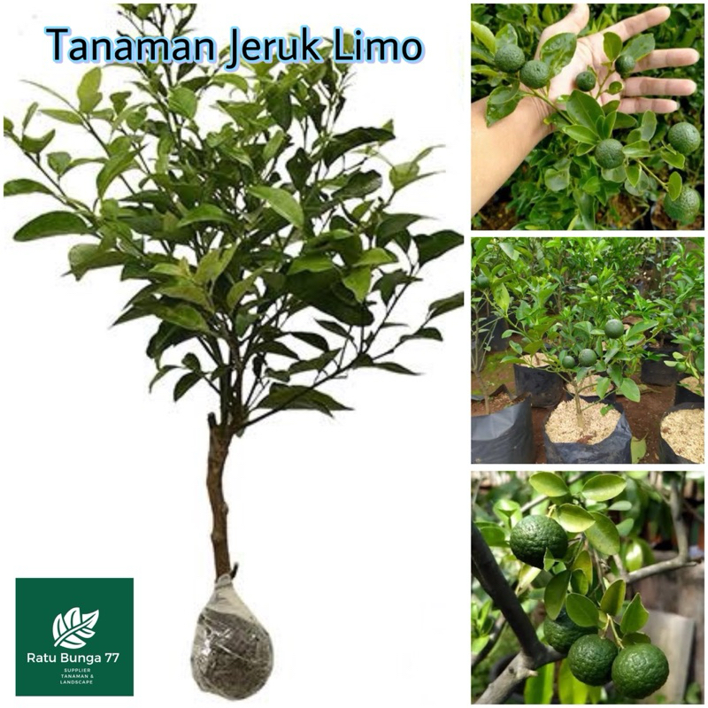 Jual Tanaman jeruk limo, pohon Jeruk limo | Shopee Indonesia