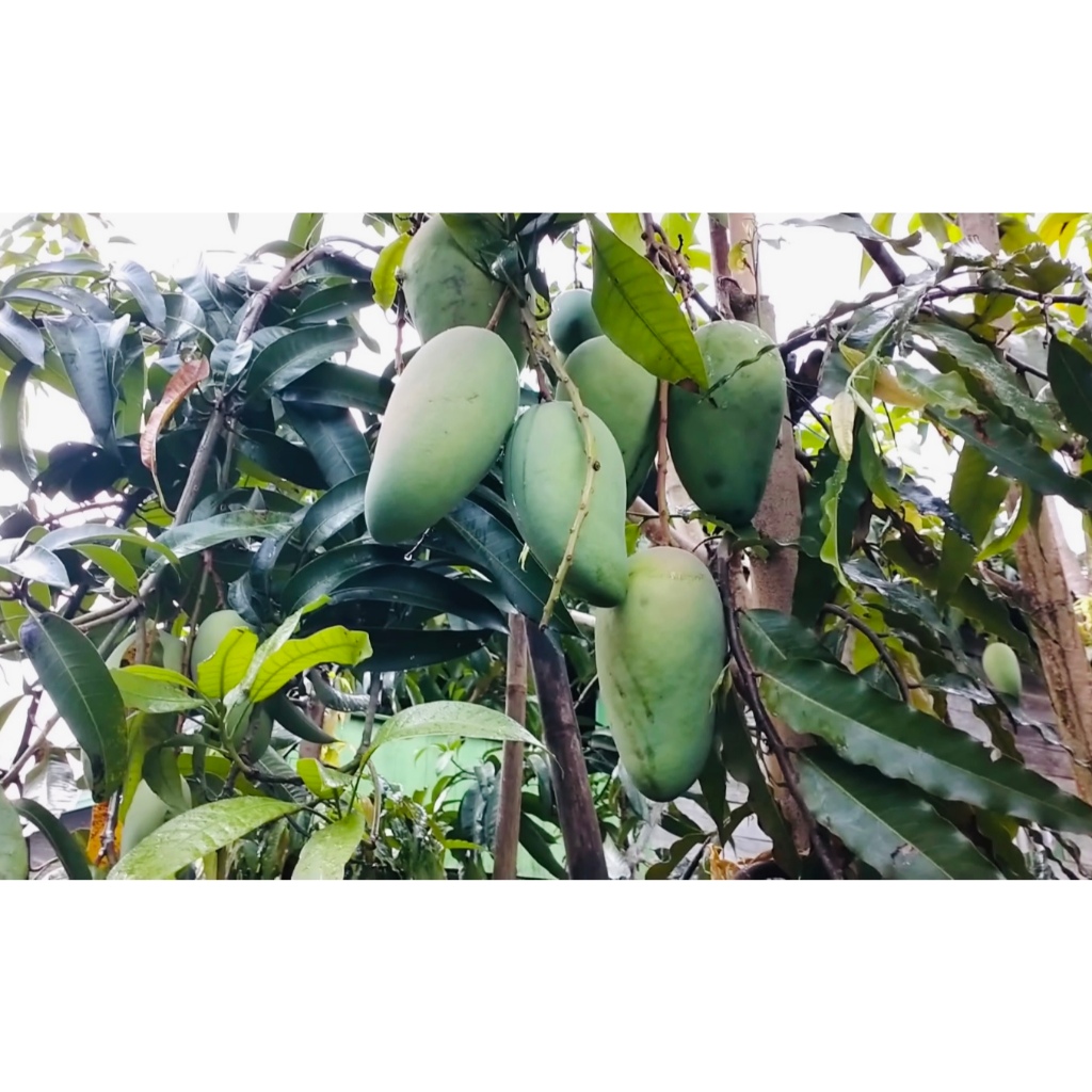 Jual Bibit Tanaman Mangga Kiojay Kondisi Berbuah Tinggi 2 Meter Kondisi ...