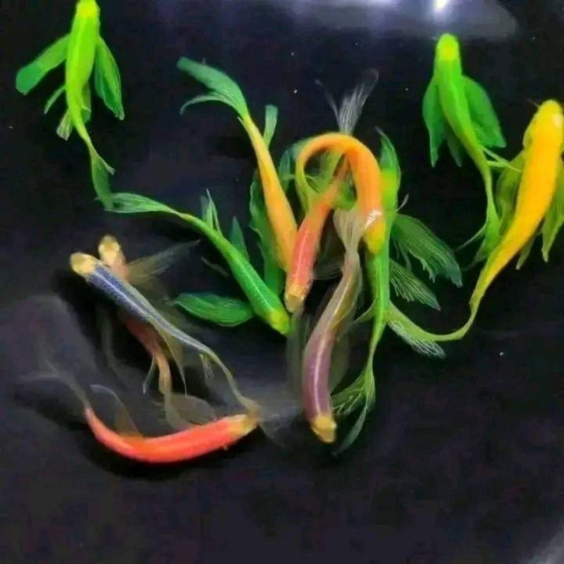 Jual DANIO SLAYER MIX WARNA WARNI MENYALA ISI 30 | Shopee Indonesia