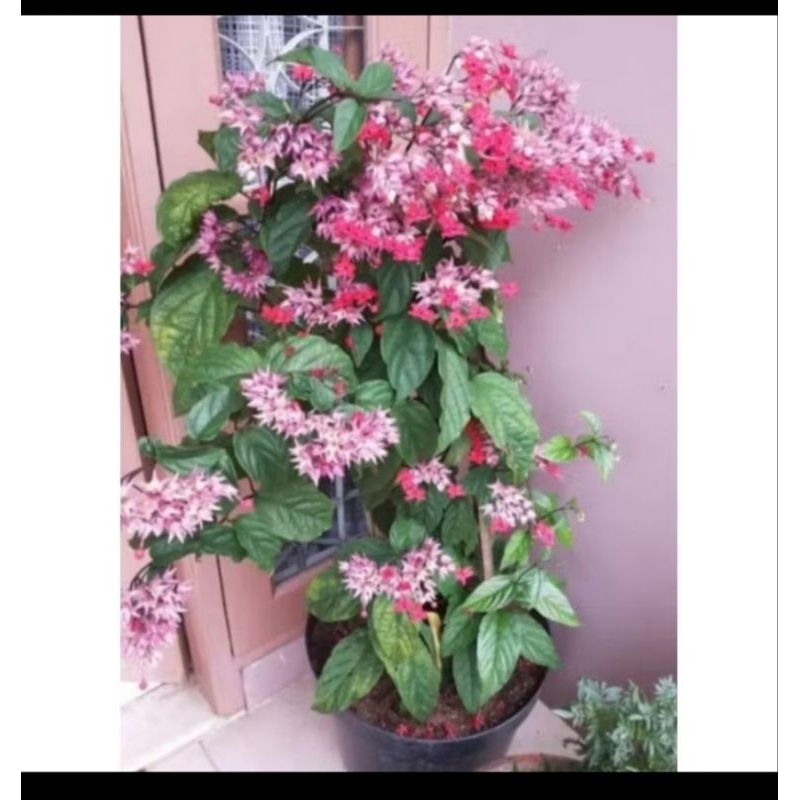 Jual bunga nona makan sirih | Shopee Indonesia