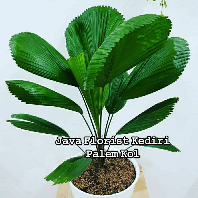 Jual tanaman hias palem kol (tanaman tahan panas kualitas rimbun ...