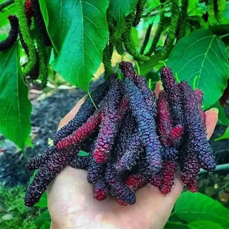 Jual Bibit tanaman Long murbei | Shopee Indonesia