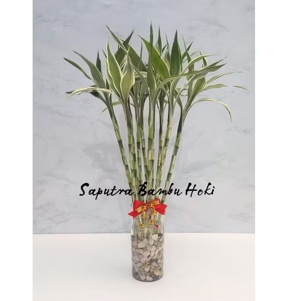 Jual SBH Batangan berdaun Bambu Hoki/ sri rezeki/ Aquascape/ | Shopee ...