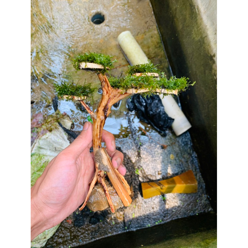 Jual pohon bonsai aquascape moss ricardia | Shopee Indonesia