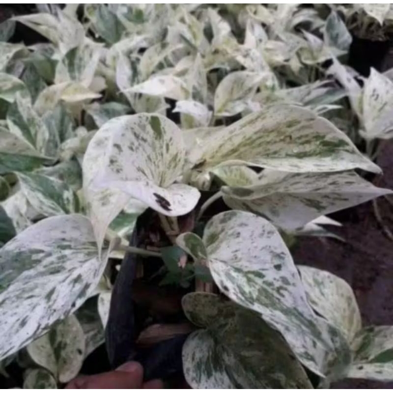 Jual Tanaman Hias Srigading Varigata Putih / Tanaman Varigata ...