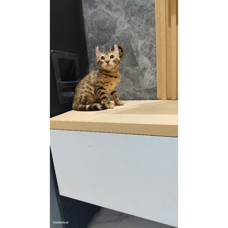 Jual kucing short hair bengal curl | Shopee Indonesia