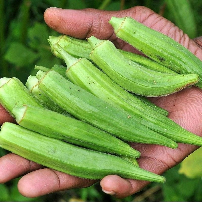 Jual 500 Benih Okra/Bendi hijau premium super unggul | Shopee Indonesia