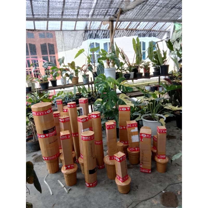 Jual link co berat 5 kg | Shopee Indonesia