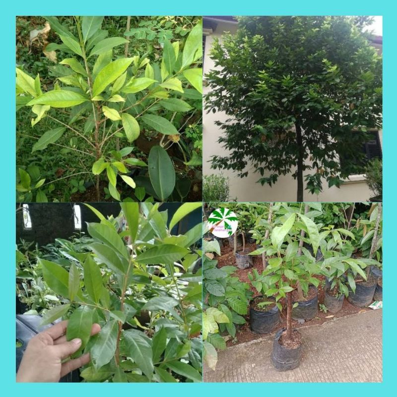 Jual Pohon Salam Besar, Pohon Salam Koja | Shopee Indonesia