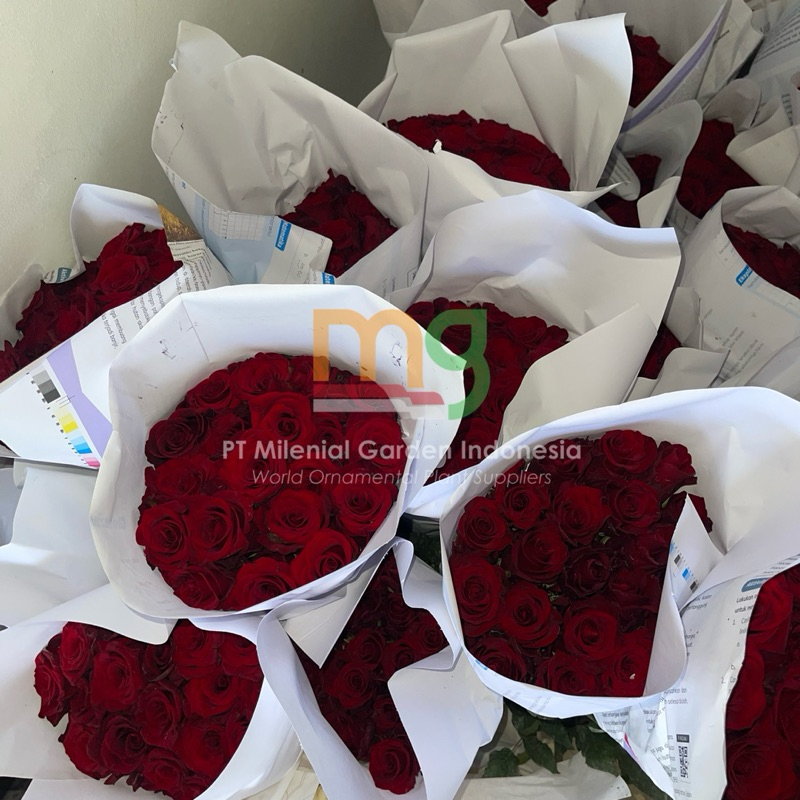Jual bunga potong segar mawar merah isi 20 batang grade A-C untuk ...