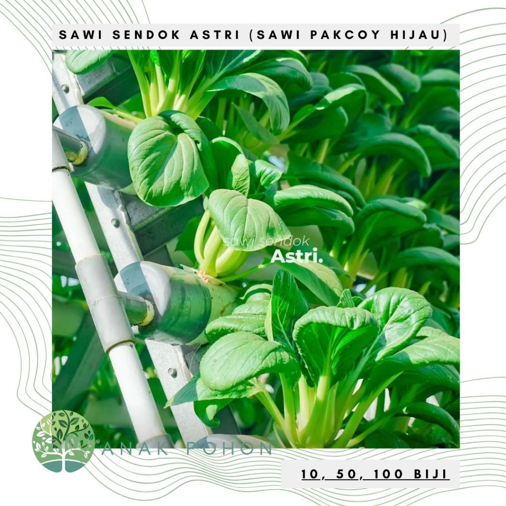 Jual Benih Bibit Biji - Sawi Sendok ASTRI Pak Choi Hijau Seeds - Panen ...