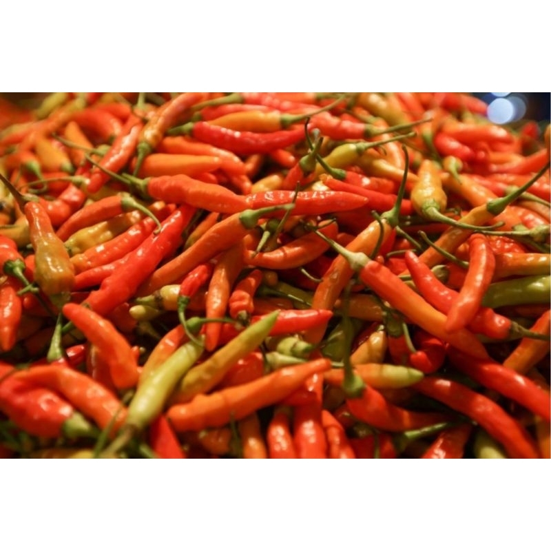 Jual Cabe Setan | Shopee Indonesia