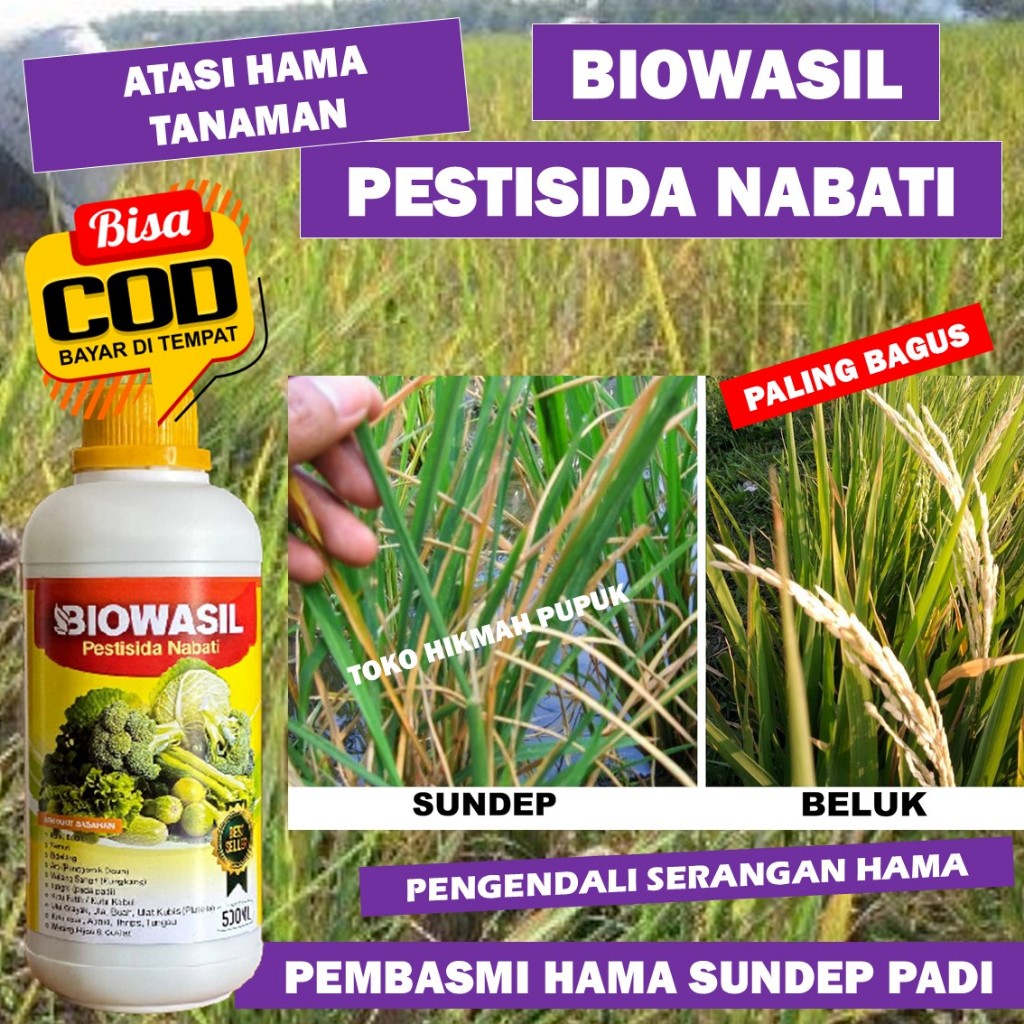 Jual PESTISIDA PEMBASMI HAMA SUNDEP PALING AMPUH BIOWASIL Mengatasi ...