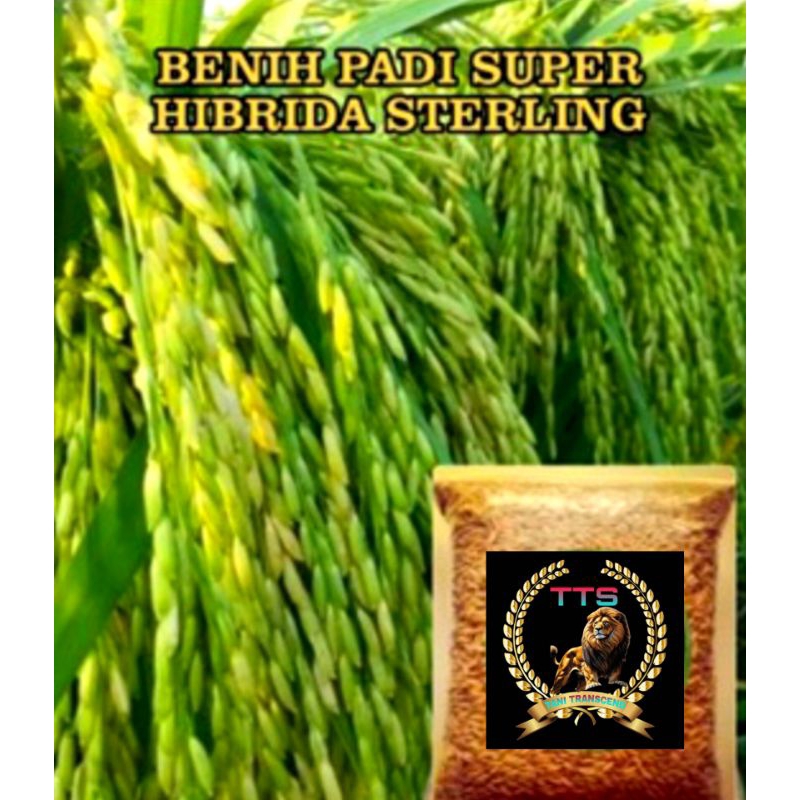 Jual BENIH PADI UNGGUL HIBRIDA STERLING KEMASAN 5 KG KUALITAS TERJAMIN ...
