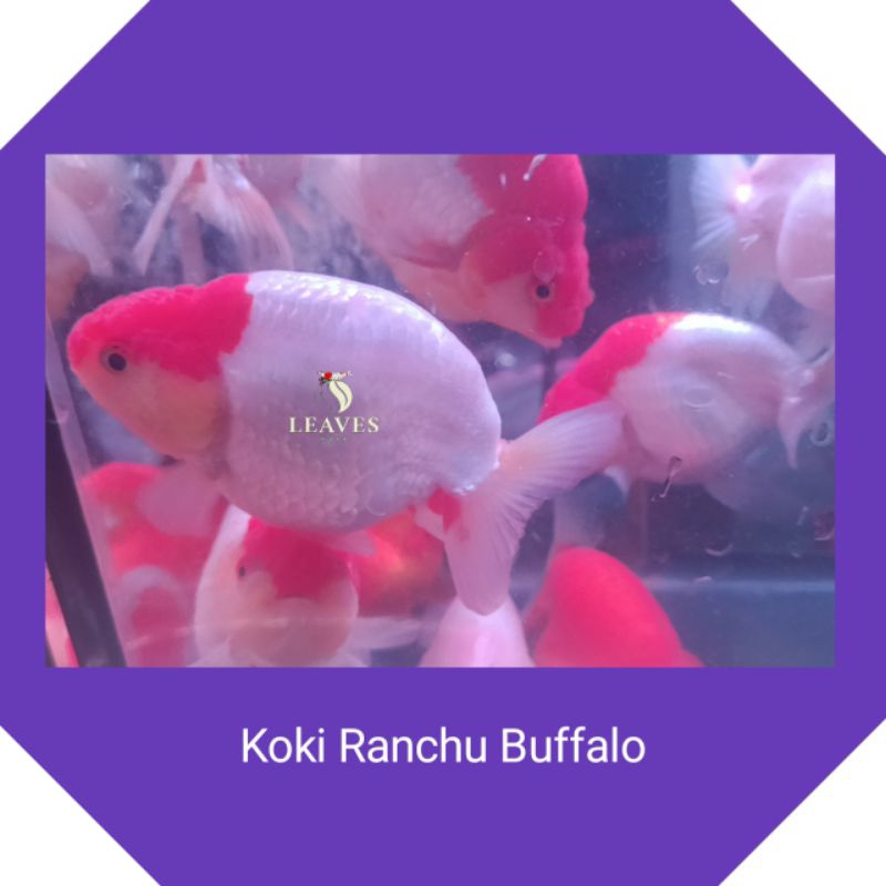 Jual ikan koki rancu | Shopee Indonesia