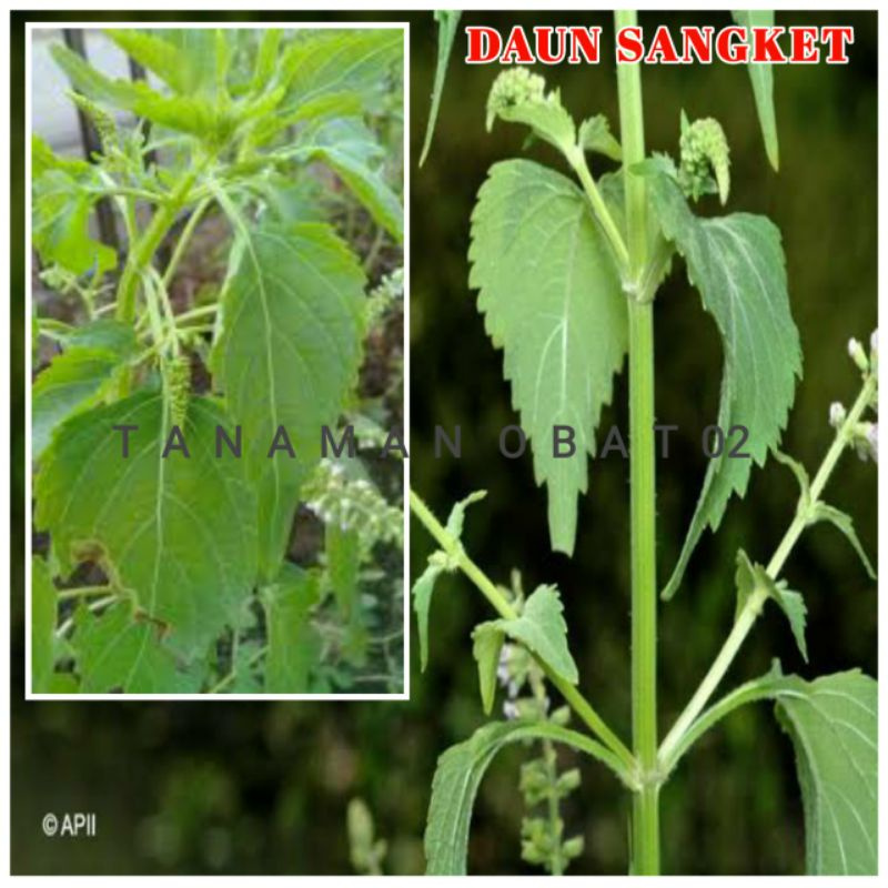 Jual Daun Sangket Godong Sangketan 15 Tanaman Di Cabut Dengan Akarnya | Shopee Indonesia