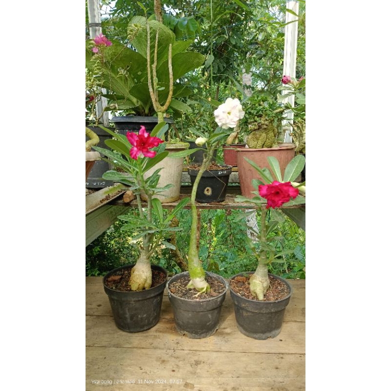 Jual PROMO ADENIUM ORIGINAL DARI BIJI/ADENIUM SILANGAN/ADENIUM KOLEKSI ...