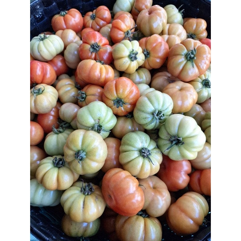 Jual Tomat Ranti 1 kg | Shopee Indonesia