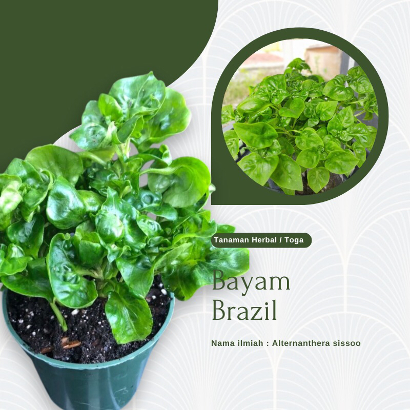 Jual Tanaman Konsumsi Bayam Brazil - Brazilian Spinach | Shopee Indonesia