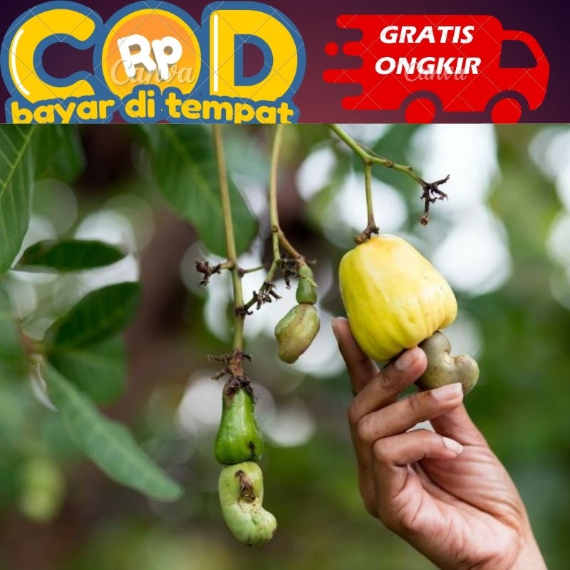 Jual kulit pohon jambu mente / jambu monyet 100 gram | Shopee Indonesia