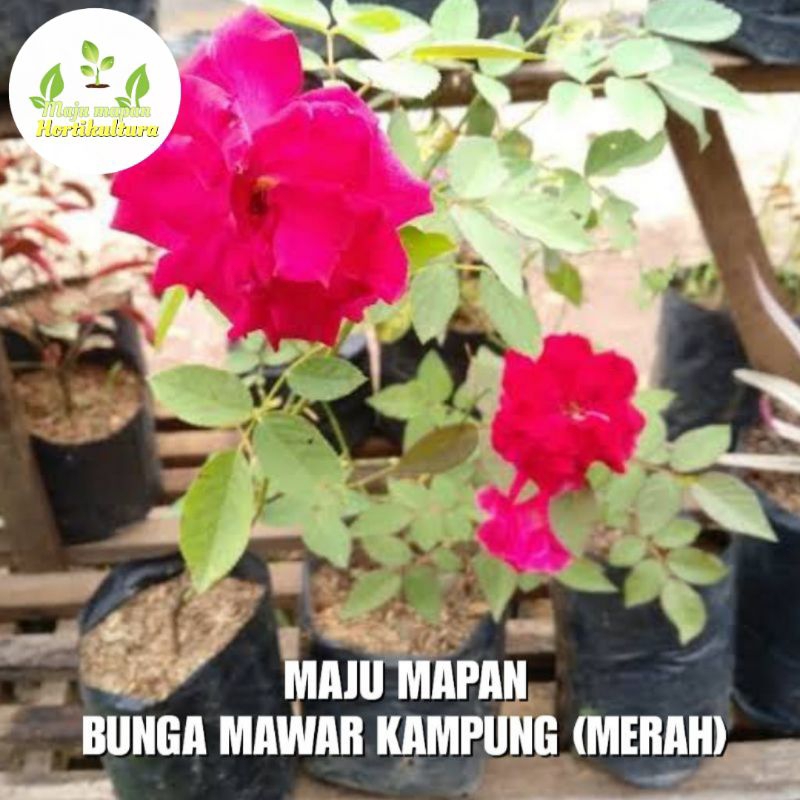 Jual BUNGA MAWAR KAMPUNG (MERAH) SUDAH BERBUNGA | Shopee Indonesia