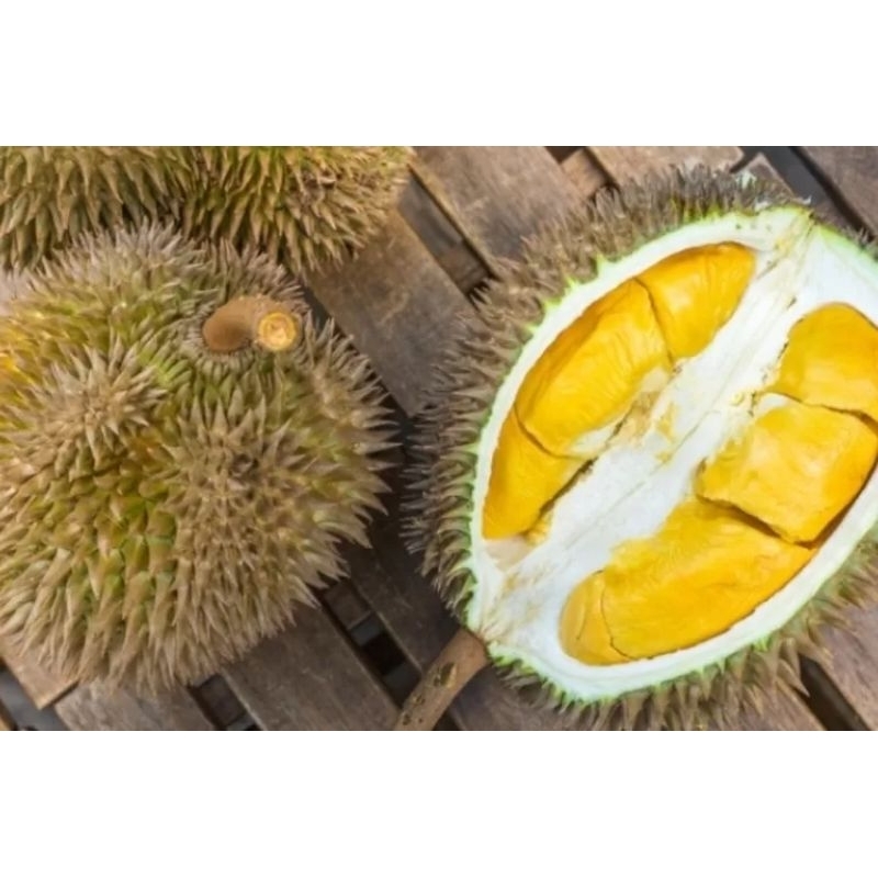 Jual Bibit Durian Bawor Okulasi Cepat berbuah | Shopee Indonesia