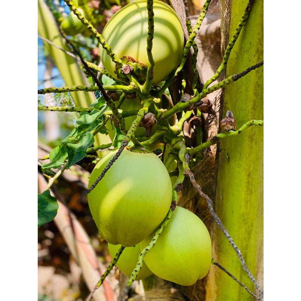 Jual Buah kelapa muda hijau segar satu buah | Shopee Indonesia