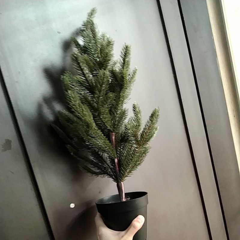 Jual IKEA VINTER pohon natal meja cemara pine christmas tree 55cm ...