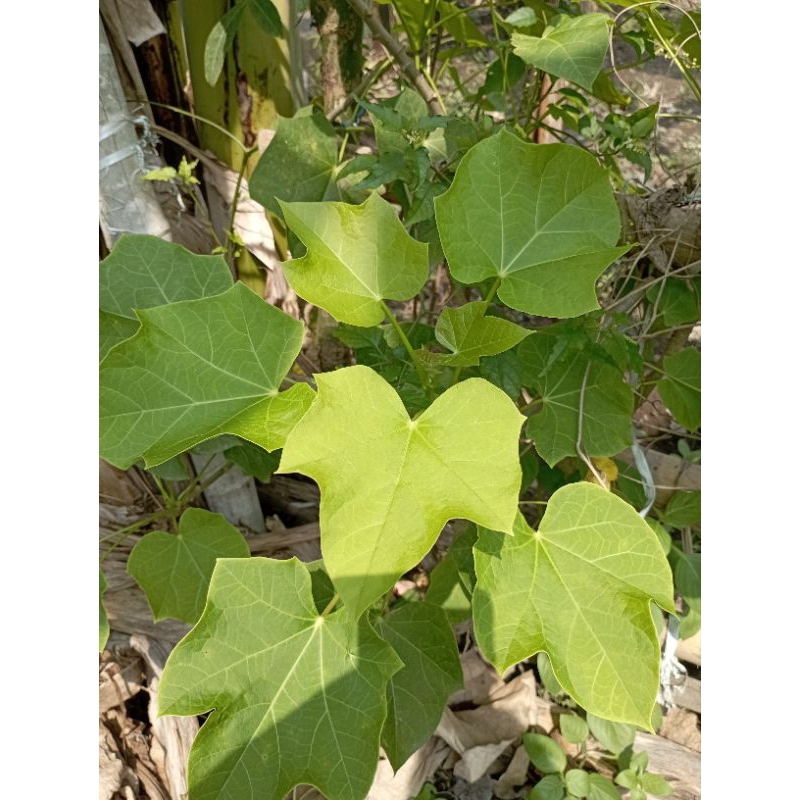 Jual TANAMAN OBAT/DAUN OBAT/DAUN JARAKK/TANAMAN JARAK/DAUN HERBAL ...